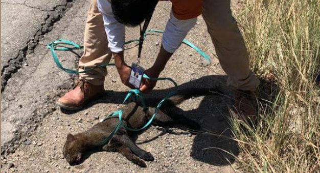 VIDEO: Le salvan la vida a leoncillo que fue atropellado en Choluteca