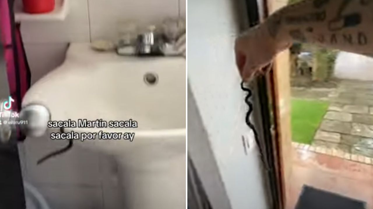 Sácala Martín video original Twitter: ¿Dónde ver y cuál es link?