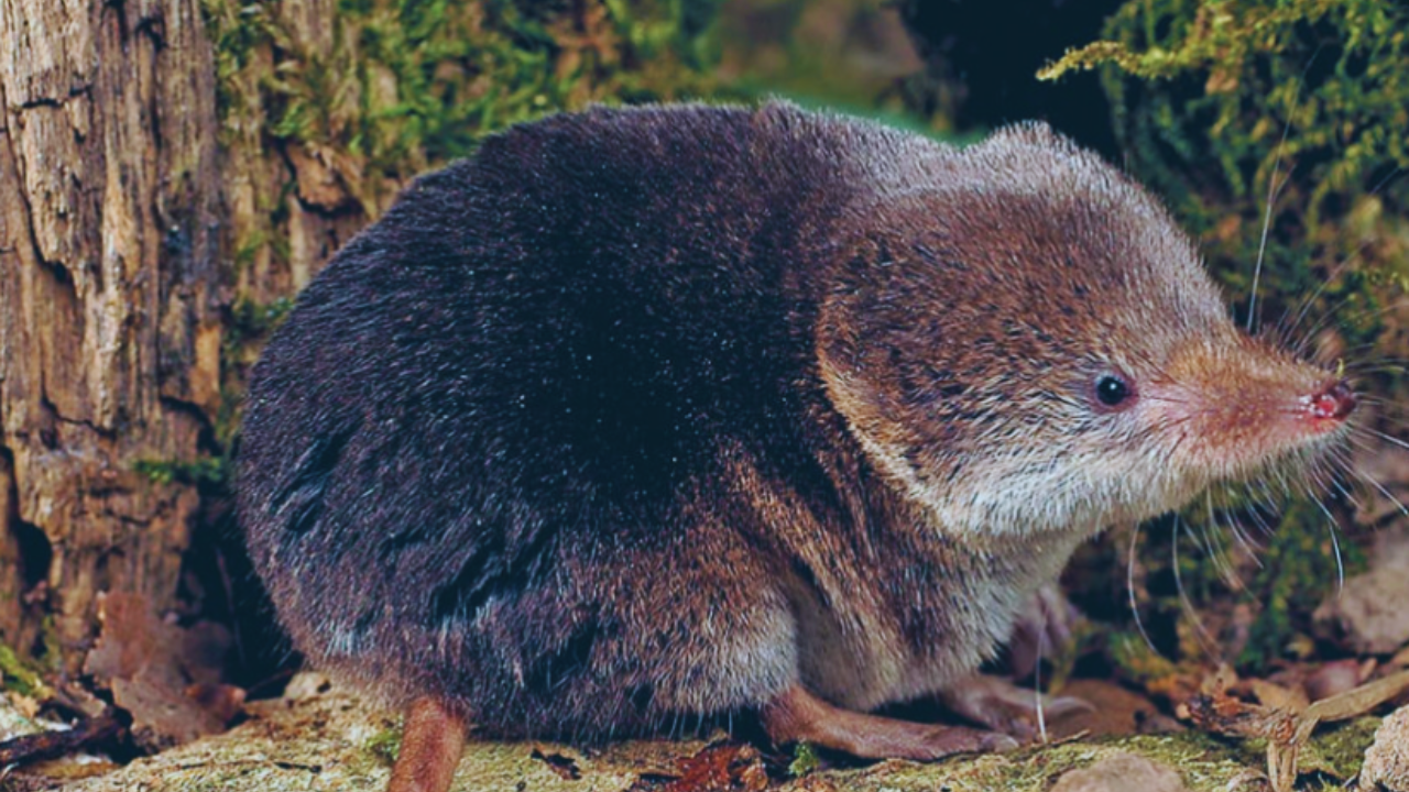 10 animales en peligro de extinción en Honduras: imágenes y principales ...