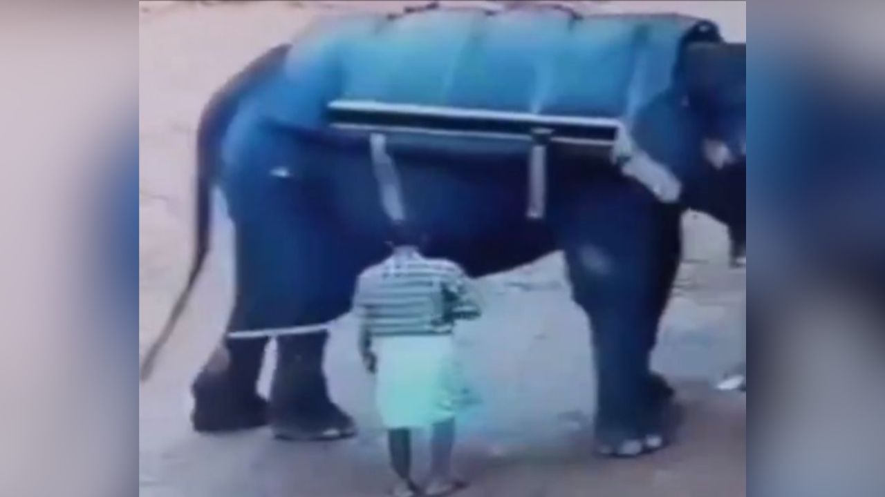 Elefante aplasta a hombre Twitter e Instagram: video viral en redes