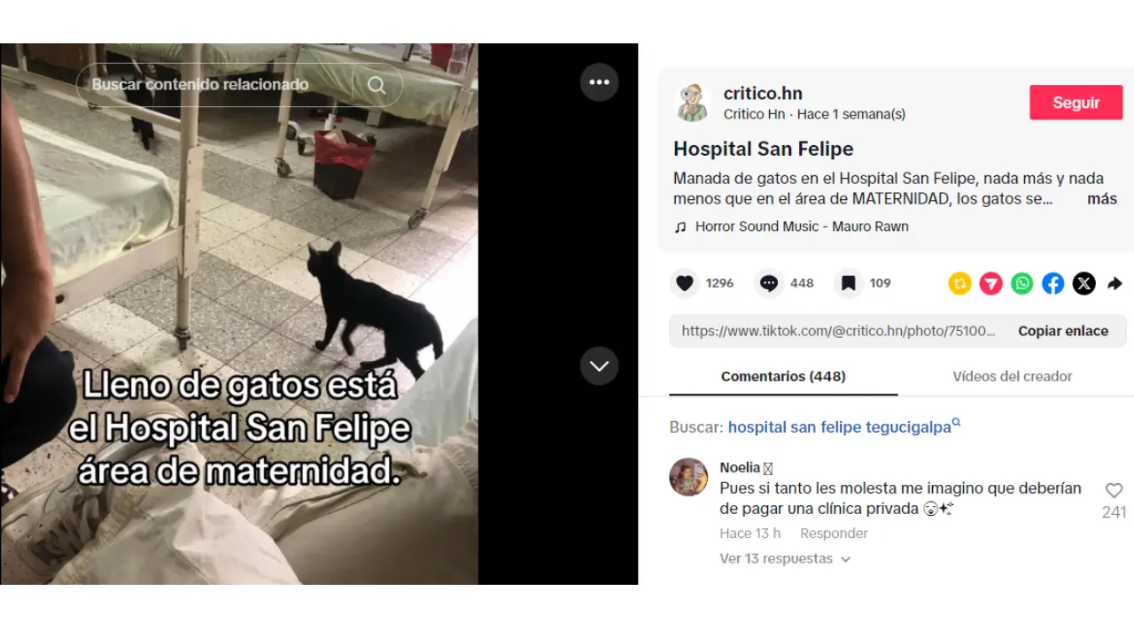 Manada de gatos invade área de maternidad en el hospital San Felipe