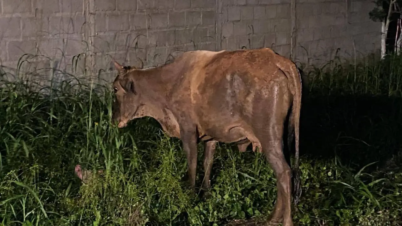 Rescatan a Ojona, la vaca que cayó en un pozo séptico en Catacamas